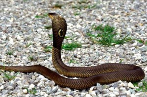 CON RẮN TRONG KHU TRỌ – NguyenCong.com